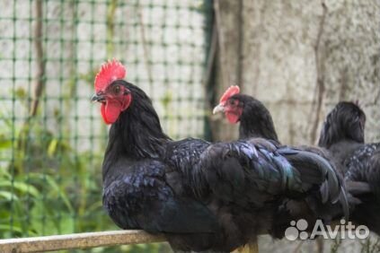 Семья синь-синь-дянь 6+1