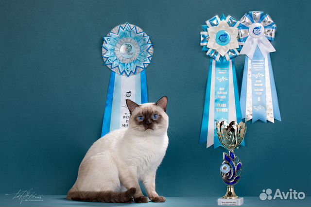 Тайский кот с родословной на вязку