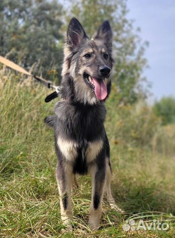 Очень умный щенок в добрые руки