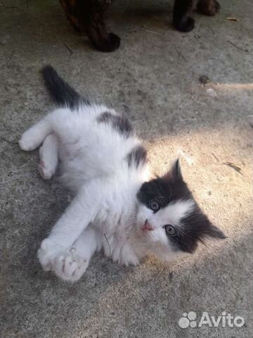 Котята
