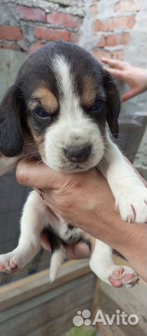 Щенок бигль мальчик