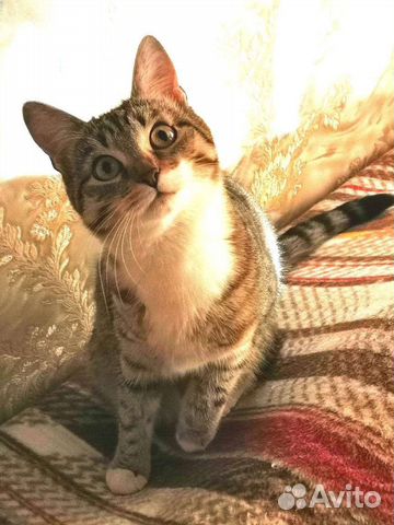 Кошка