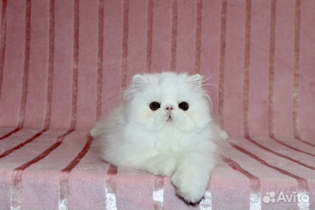 Персидский мальчик
