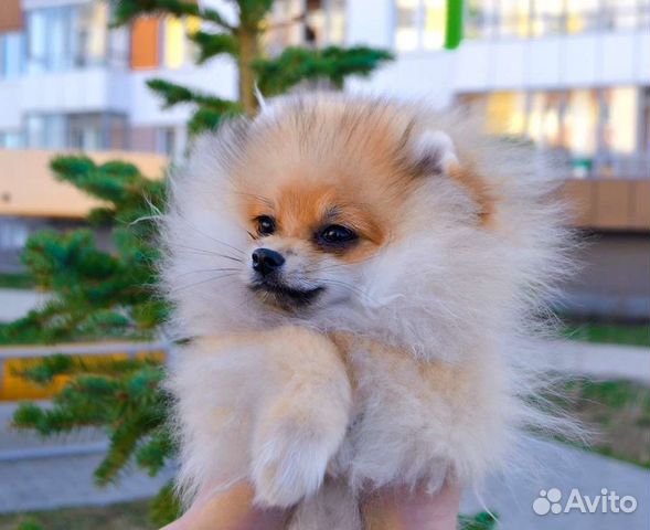 Померанский шпиц