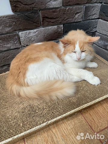 Нежный котик