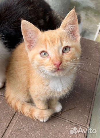 Рыжий котенок мальчик