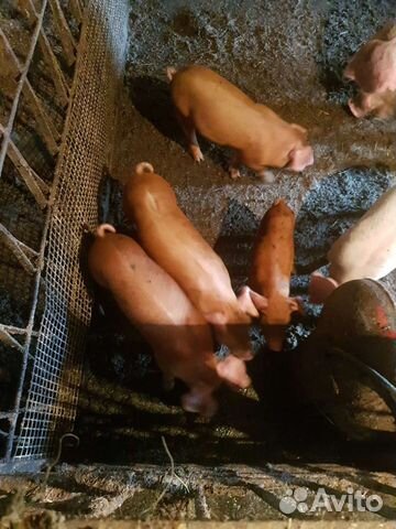Поросята породы дюрок пьетрен