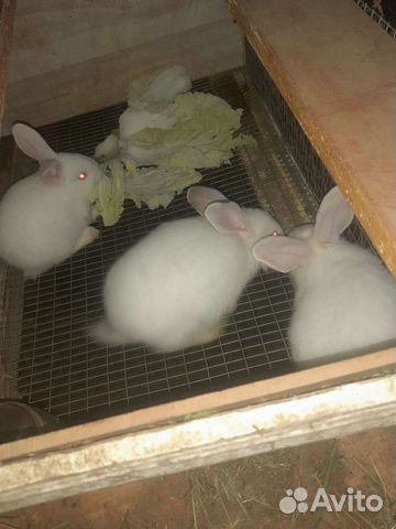 Кролики и питух