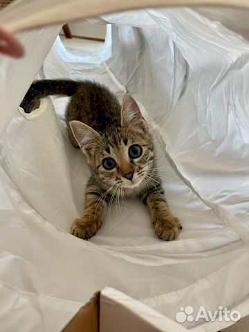 Котенок Мультик ищет дом