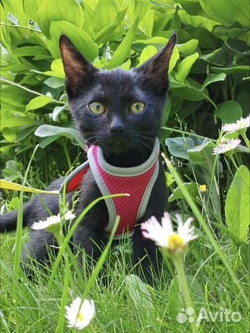 Котёнок мальчик 3 месяца