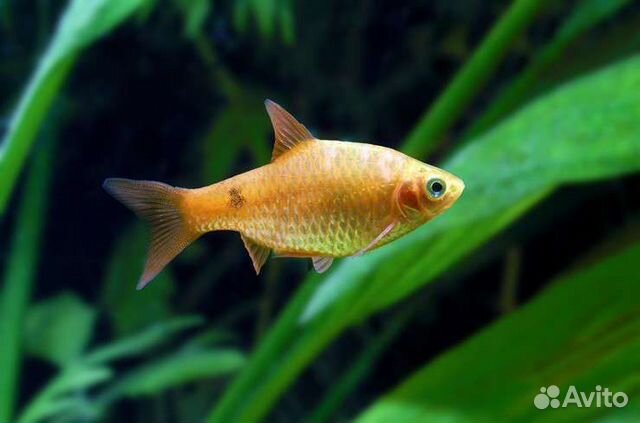 Продам рыбок