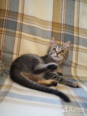 Бурундучки котята в дар