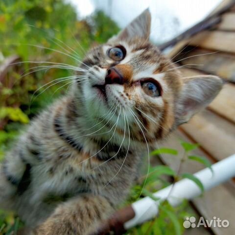 Отдам тигристого котёнка. Доставка