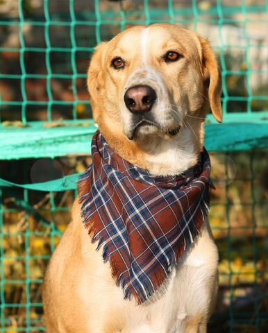 Особенный пёс Гарри ищет дом