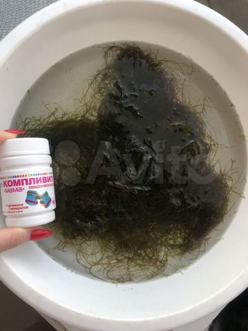 Мох для аквариума