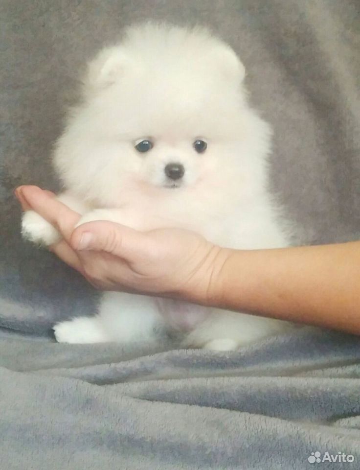 Шпиц супер мини