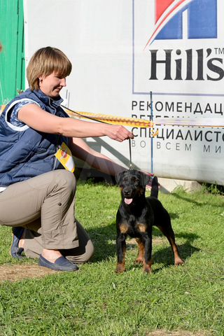 Щенки ягдтерера (немецкий охотничий терьер)