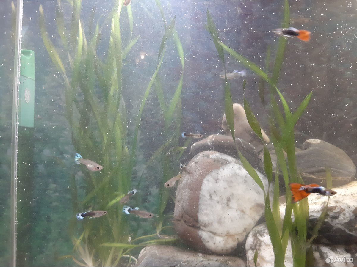 Продам Гупиков