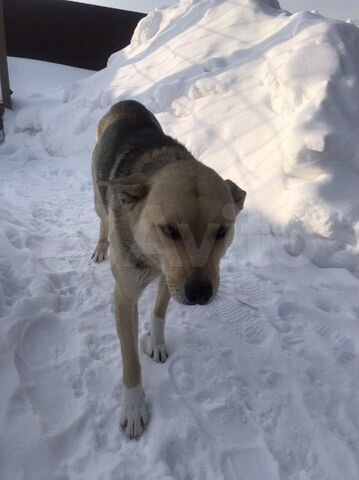 Собака Бимка