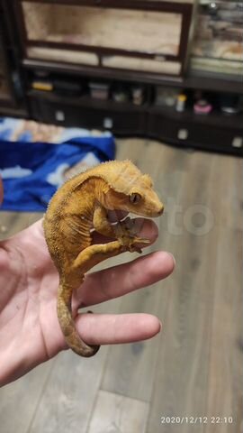 Реснитчатый бананоед