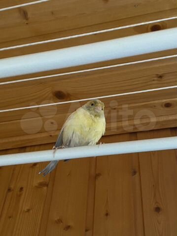 Канарейка желтая в добрые руки