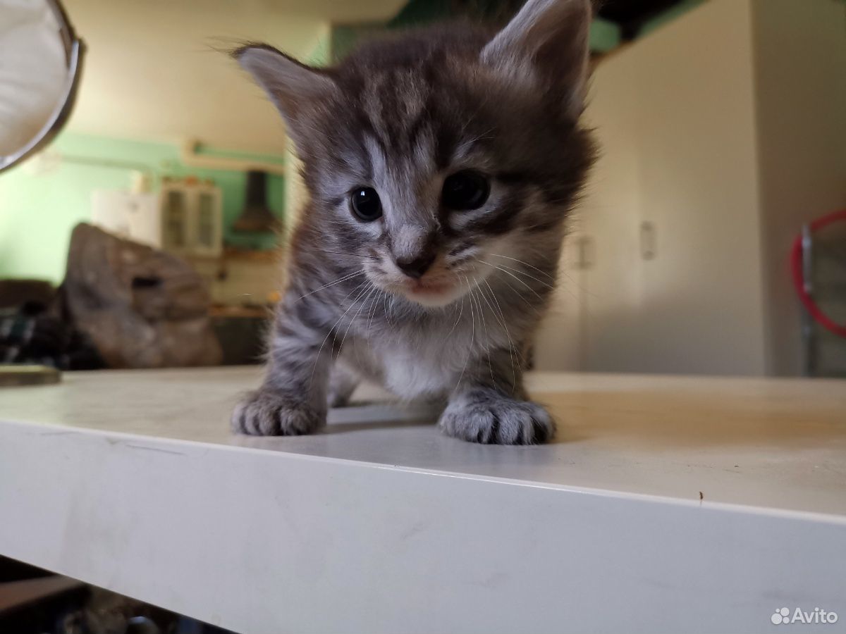 Кошка