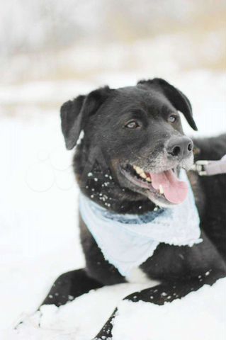 Собака Максим ищет дом