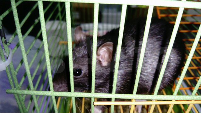 Отдам в добрые руки крыс