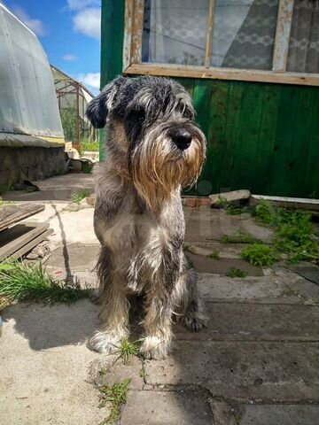 Случка шнауцера