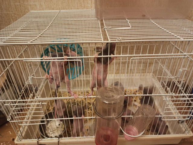 Крыски сфинксы