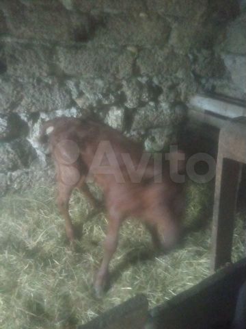 Продам телочку