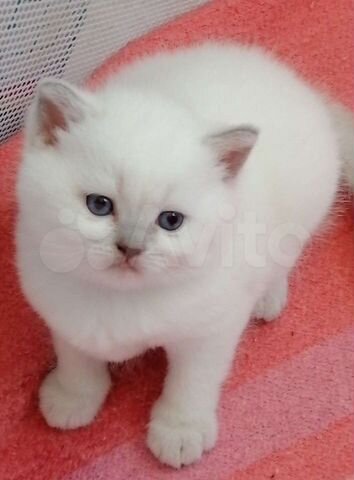 Шотландские котята