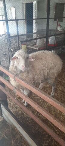 Баран на племя