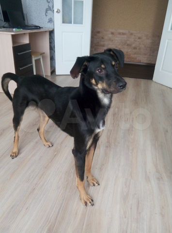 В добрые руки. Помесь с Доберманом