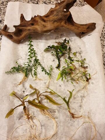 Растения в аквариум с корягой