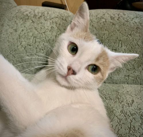 Кошечка Нюша ищет дом