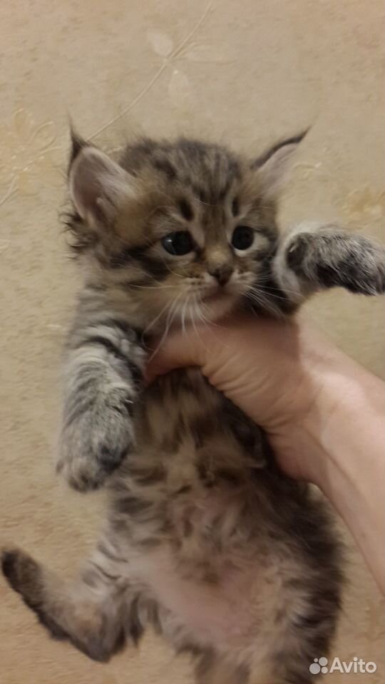 Сибирские котятки