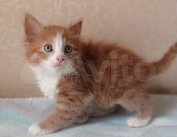 Котенок в добрые руки