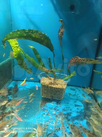 Растения для аквариума