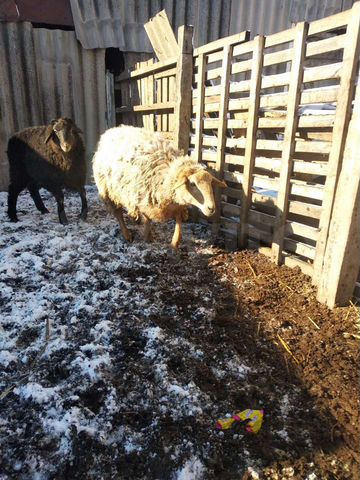 Овцы бараны ягнята