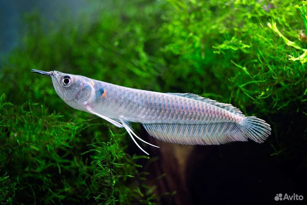 Арована серебрянная