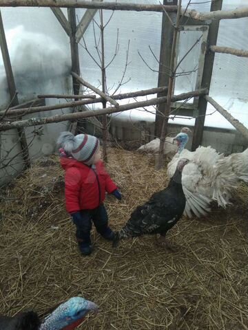 Инкубационное яйцо индейки, индийского бегунка