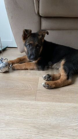 Ласковый щенок ищет хозяина