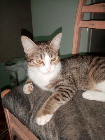 Котенок Лоло