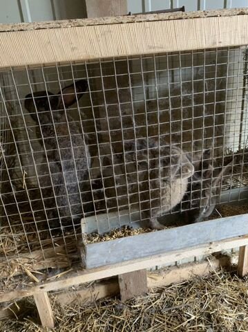 Продам кролей