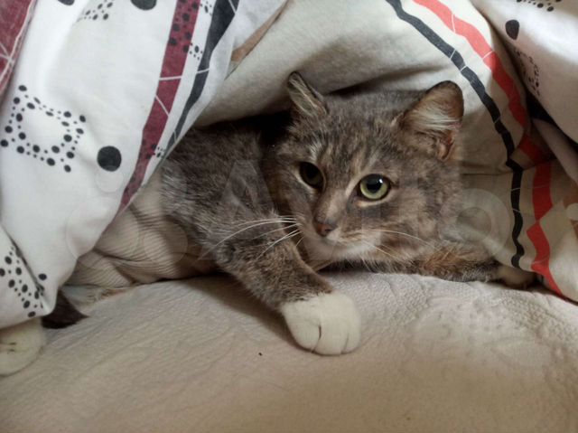 Кошечка ищет добрые ручки