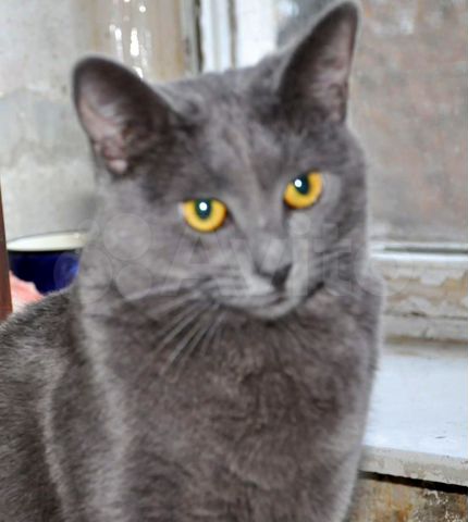 Зайка - метис рг.отдам