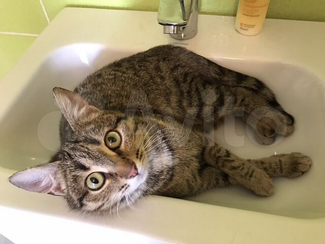 Удивленная Сьюзи (кошка, кошки, котенок, котята)