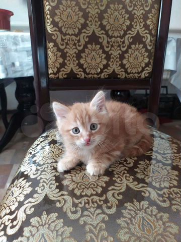 Котята сибирской породы