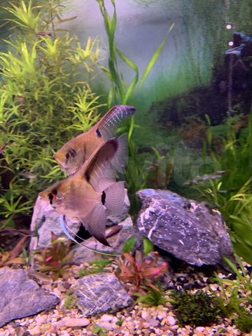 Скалярии обмен